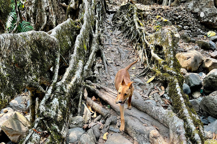 Indigenous architecture: India's living root bridges gain recognition ...