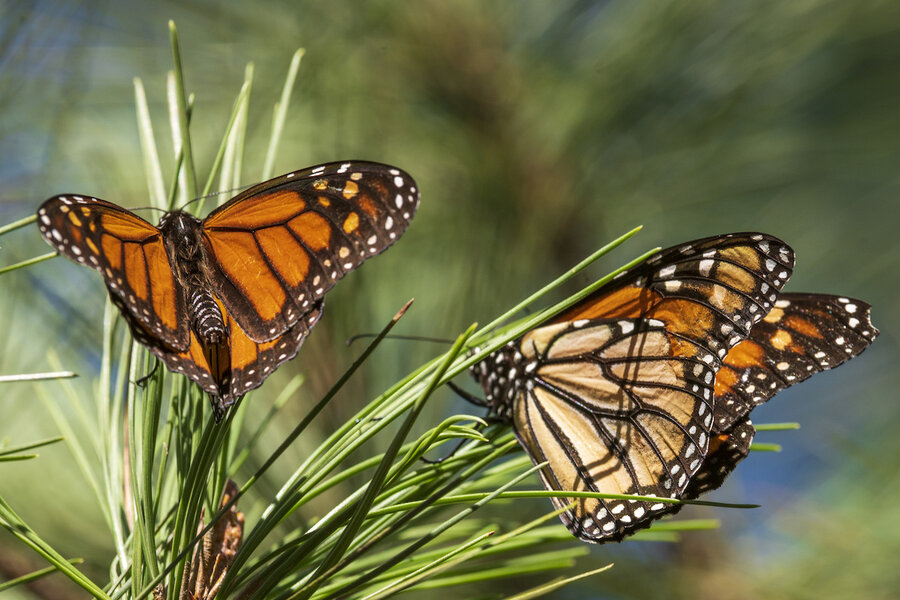 Monarchs drift closer to extinction, but scientists hold out hope ...