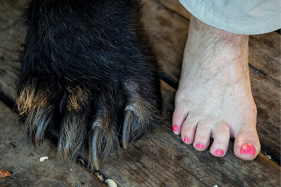 Lynn Rogers says black bears are friends, not foes. Could he be right ...