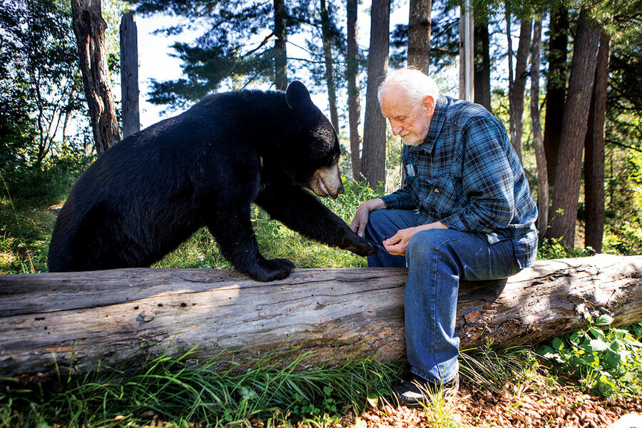 Lynn Rogers says black bears are friends, not foes. Could he be right ...