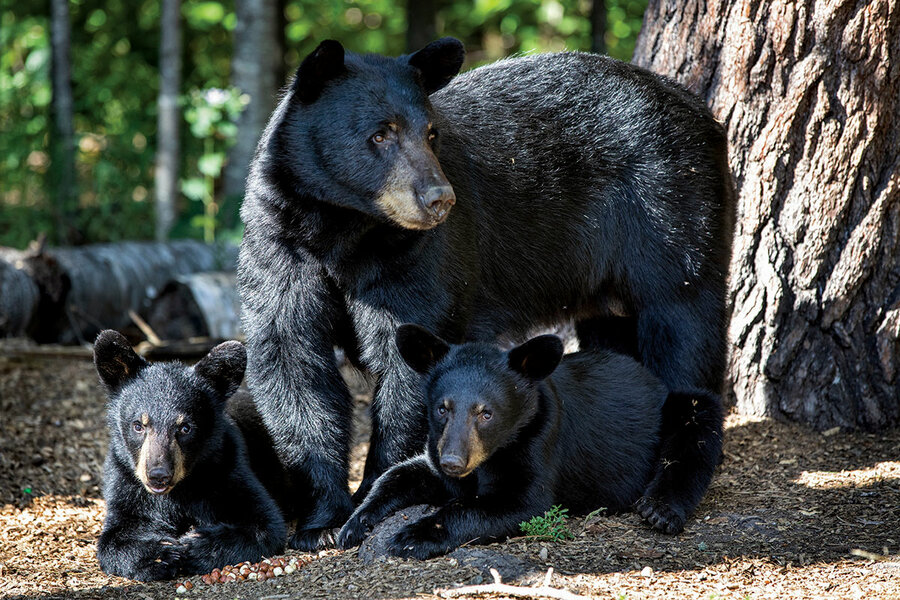 Lynn Rogers says black bears are friends, not foes. Could he be right ...
