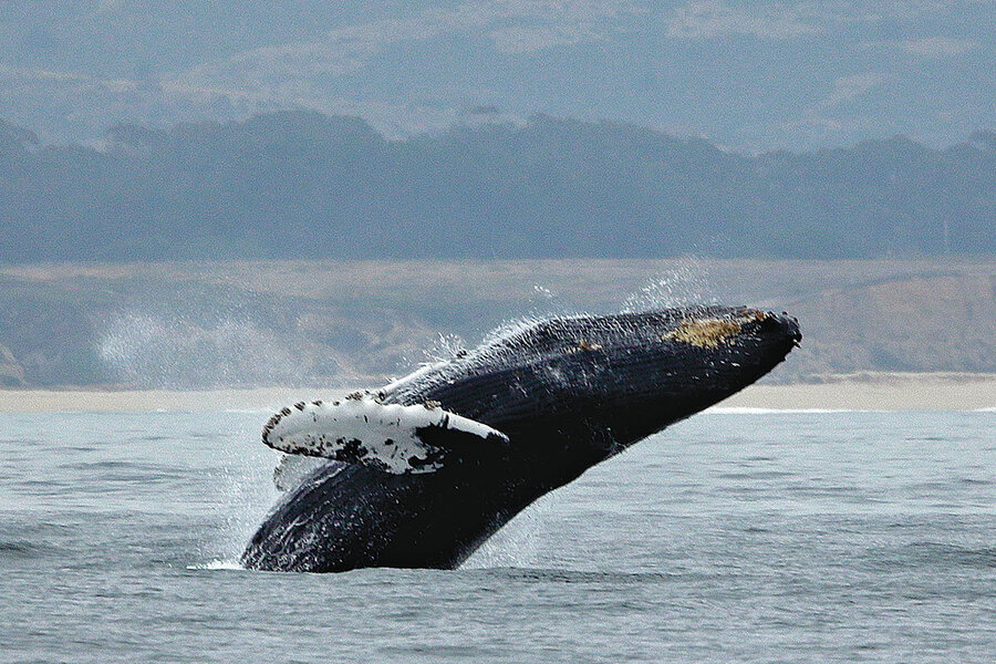 Whale sounds are closer than ever to being decoded, says author ...