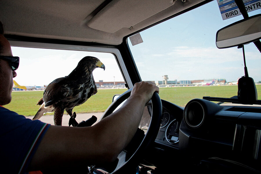 ‘They teach you’: The art of falconry soars in Italy - CSMonitor.com