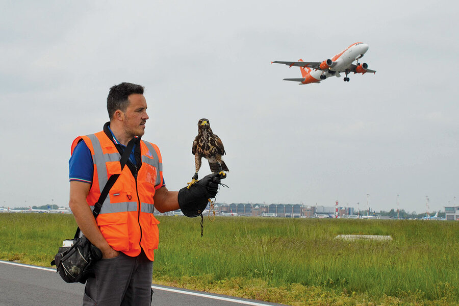 ‘They teach you’: The art of falconry soars in Italy - CSMonitor.com