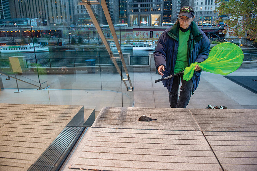 Birds killed in collisions with buildings is a problem. Fixes exist ...