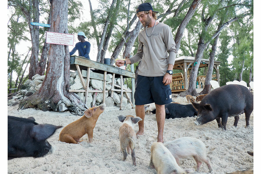 When pigs swim ... and Bahama tourists dive in with them - CSMonitor.com