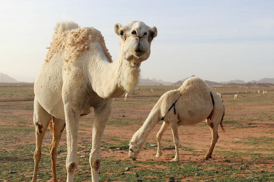 Green spring in Saudi Arabia? It’s the season of the grass-hoppers ...