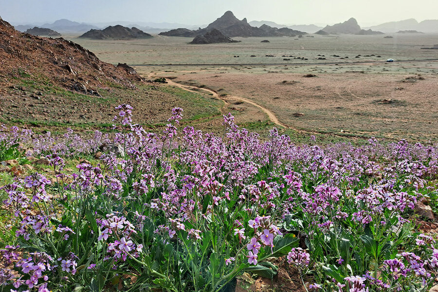 Green spring in Saudi Arabia? It’s the season of the grass-hoppers ...