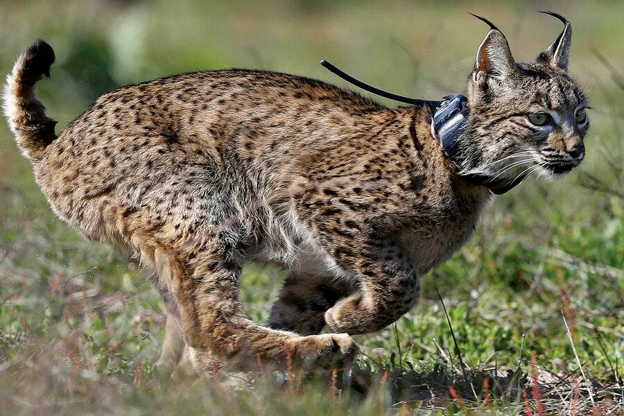 Wild things: A river in Abania, farms in Tokyo, and a rebounding lynx ...