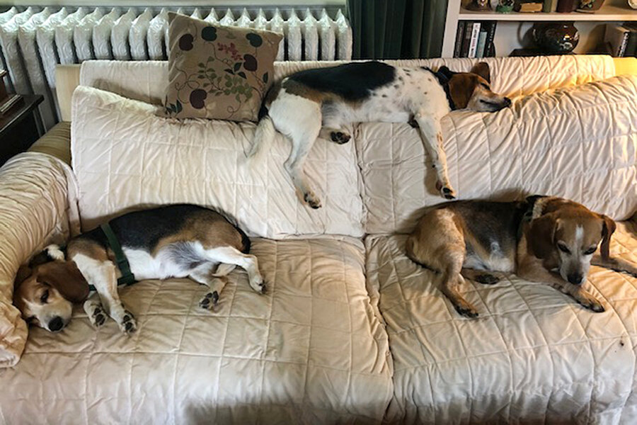 Happy National Beagle Day, especially to newest family member Henry