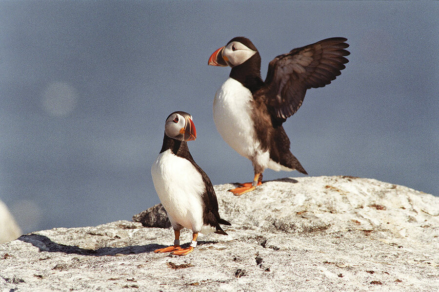 Fairy circles and electricity from air: Inclusive, innovative science ...