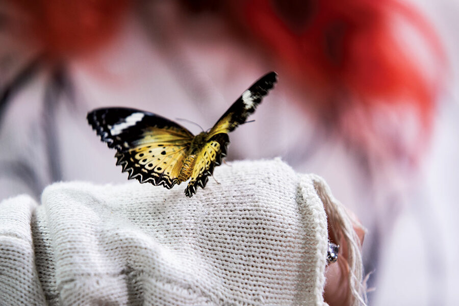 In Pictures: Step inside New York’s newest insectarium - CSMonitor.com