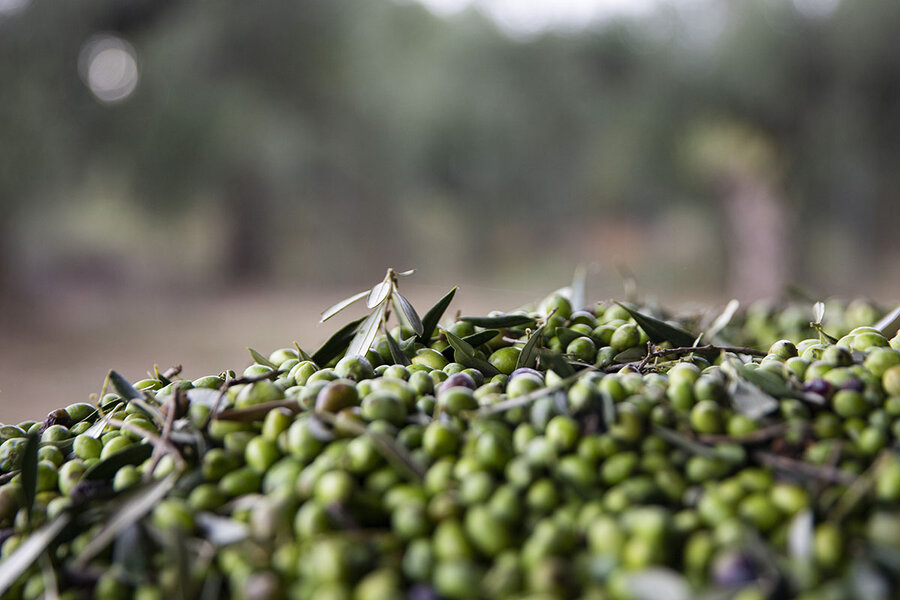 In Greece, iconic olive crop becomes a climate change front line ...