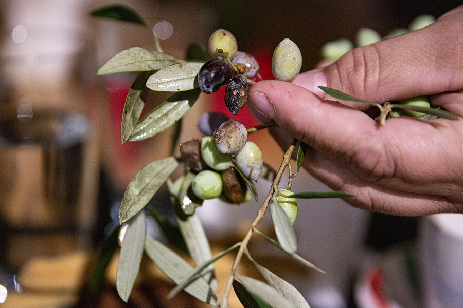 In Greece, iconic olive crop becomes a climate change front line ...