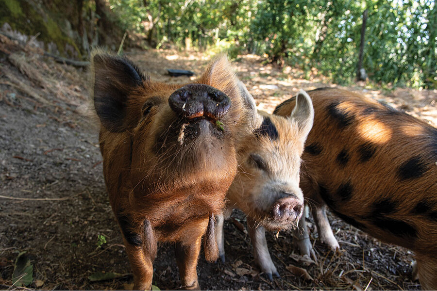 Climate change drives young people back to the land - CSMonitor.com