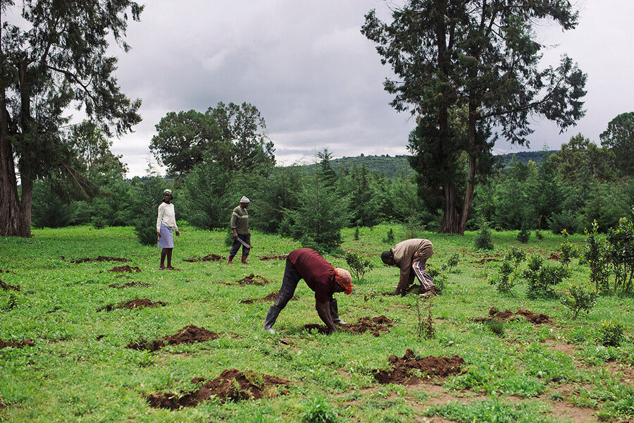 Saving Kenya’s indigenous forests amid cattle herders - CSMonitor.com