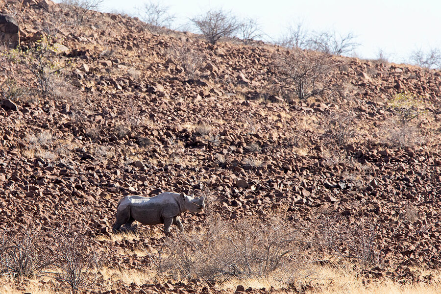 How a tiny town in Namibia saved its beloved rhinos - CSMonitor.com