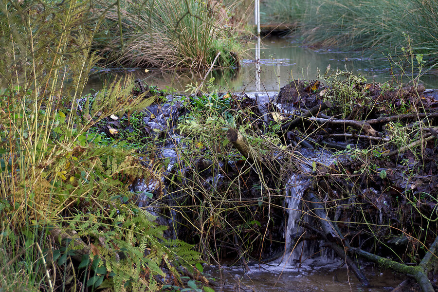 Beavers are coming back. Can they coexist with people? - CSMonitor.com