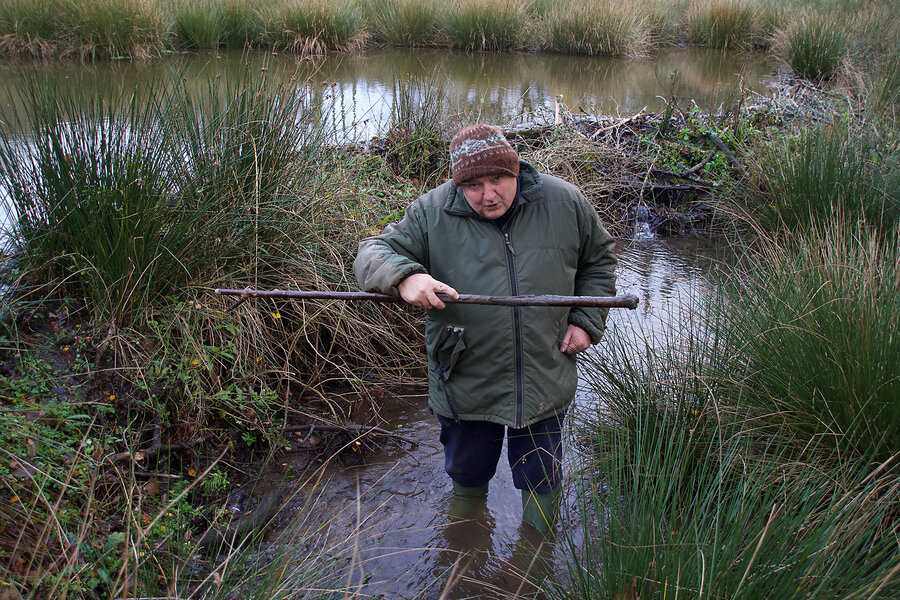 Beavers are coming back. Can they coexist with people? - CSMonitor.com