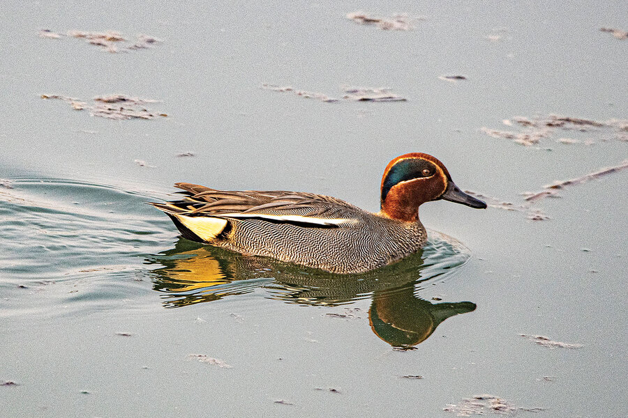 Winter bird migration to Kashmir Valley brings cheer to gray skies ...