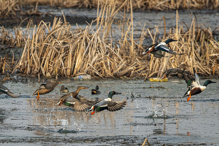 Winter bird migration to Kashmir Valley brings cheer to gray skies ...