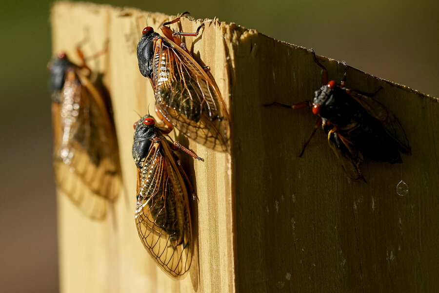 Cicada map 2024: How you can participate in the insect extravaganza ...