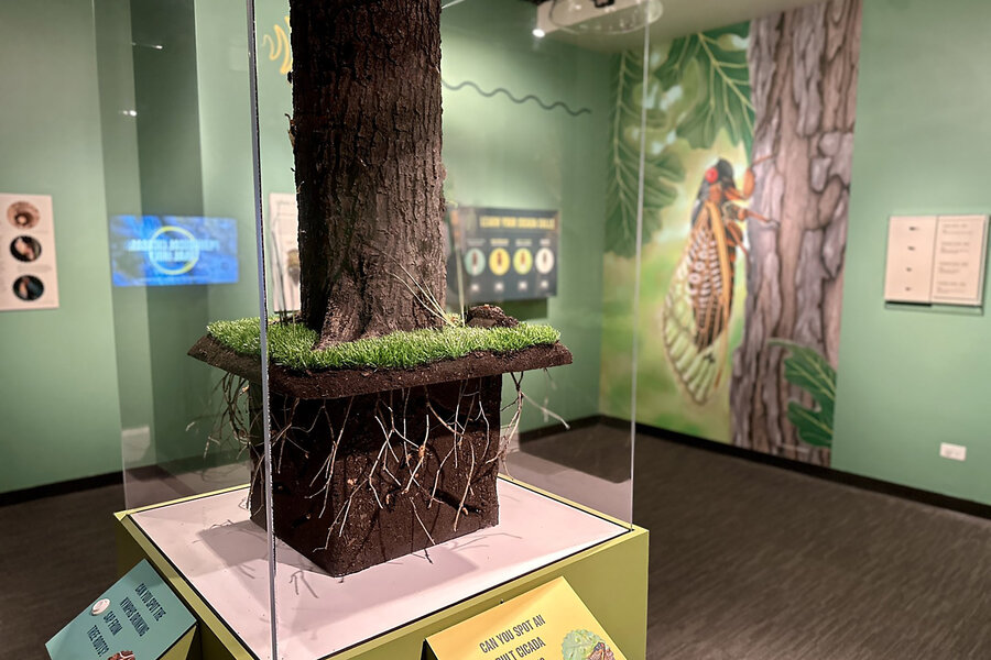 Cicada map 2024: How you can participate in the insect extravaganza ...