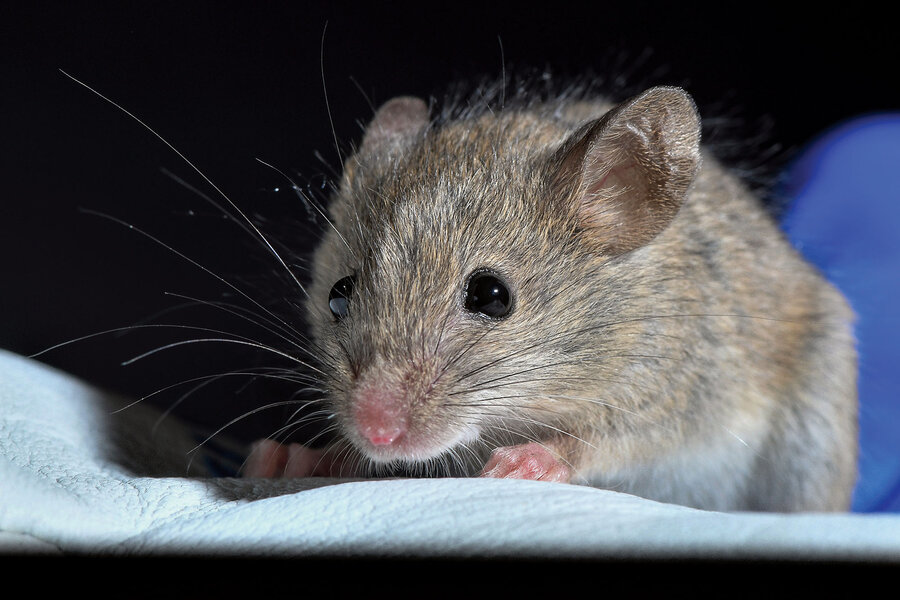 'Sipsworth' by Simon Van Booy is a tale of loneliness transformed ...