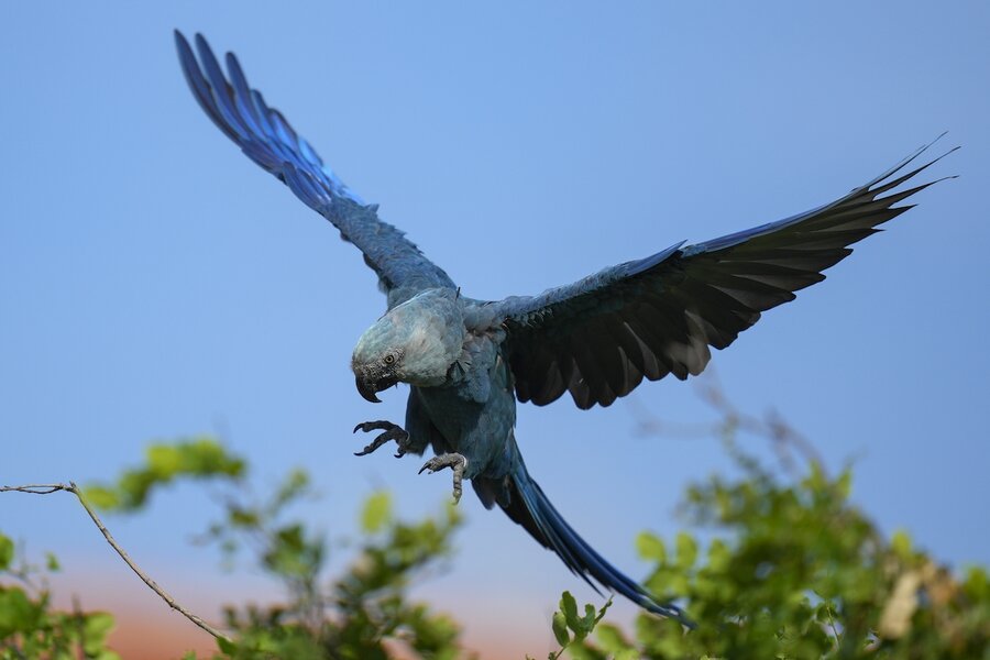 Recovery of Brazil’s Spix’s macaw threatened by habitat loss and ...