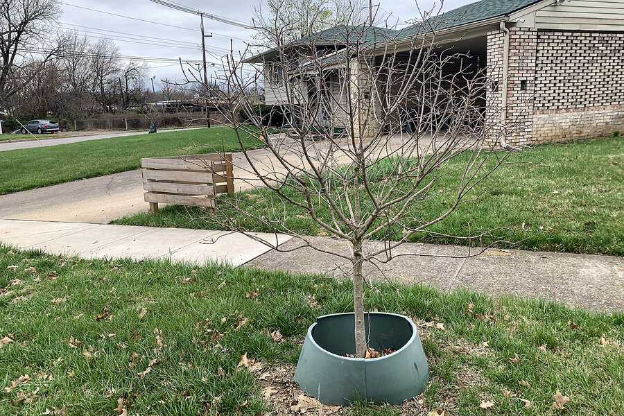 Low-income areas lack trees, yet they often turn them down. Here’s why ...