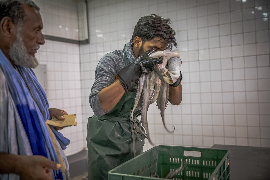 Octopus overfishing in Mauritania threatens a big industry - CSMonitor.com