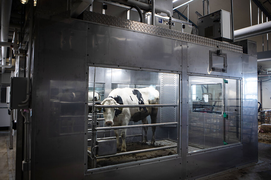 Can that gas be remoooved? Scientists target cows and their methane ...