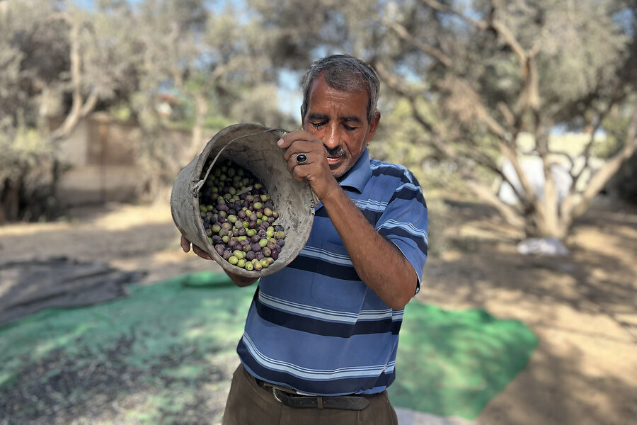 Gaza olive harvest may be poor, but it ‘symbolizes survival ...