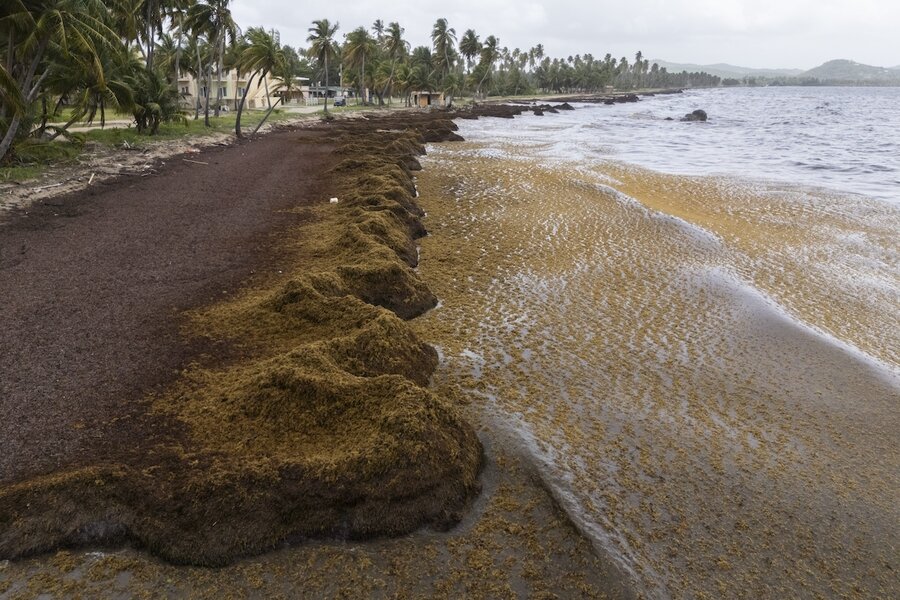 A record amount of seaweed flood the Caribbean and nearby areas ...