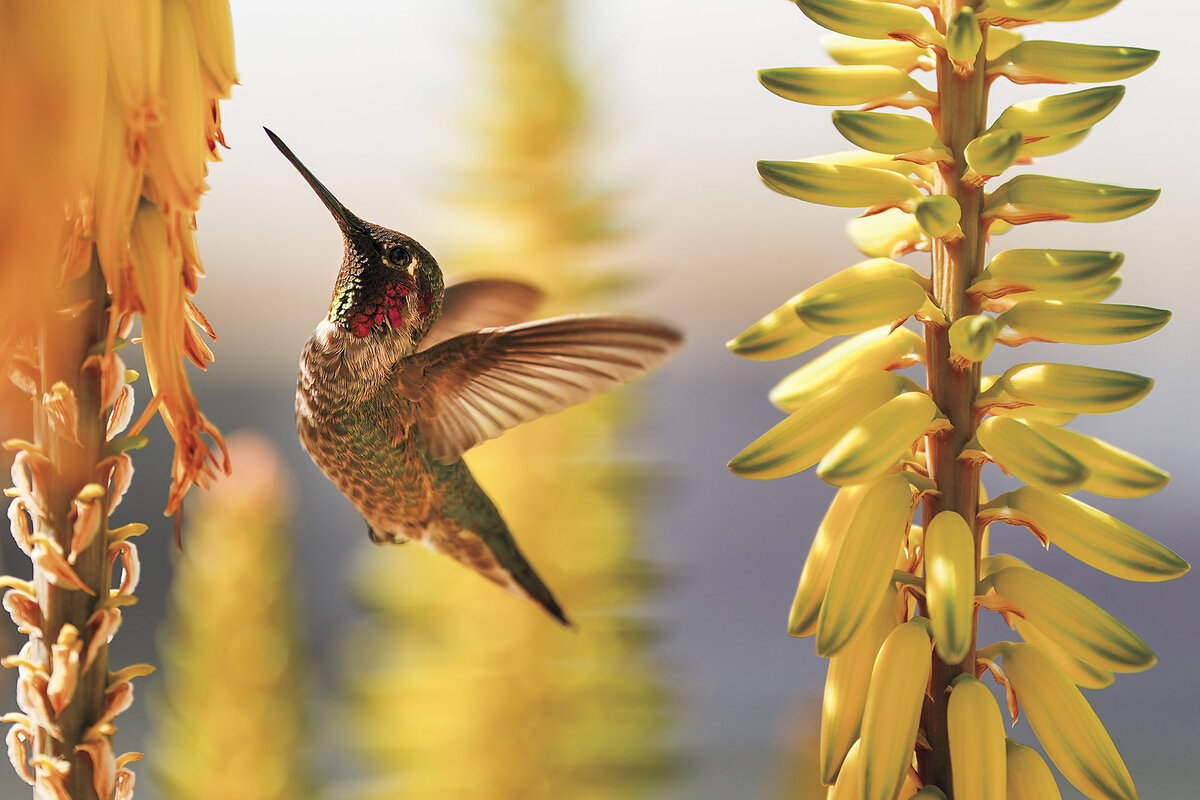 Look, a hummingbird! - CSMonitor.com