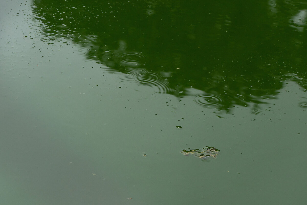The Reflecting Pool holds a cloudy mirror to a polarized America ...