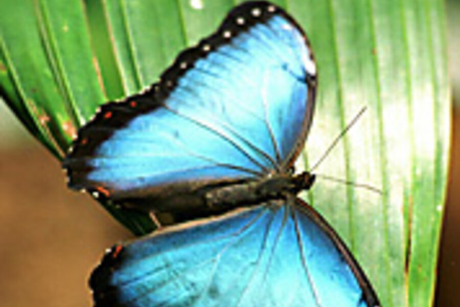 A blue wonder to remember - CSMonitor.com