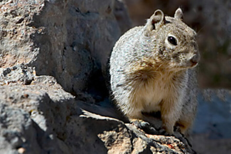 Short Stuff - CSMonitor.com