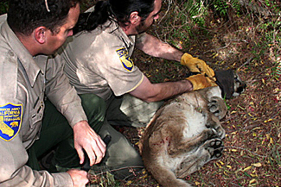 With predator populations rising, more calls for control - CSMonitor.com