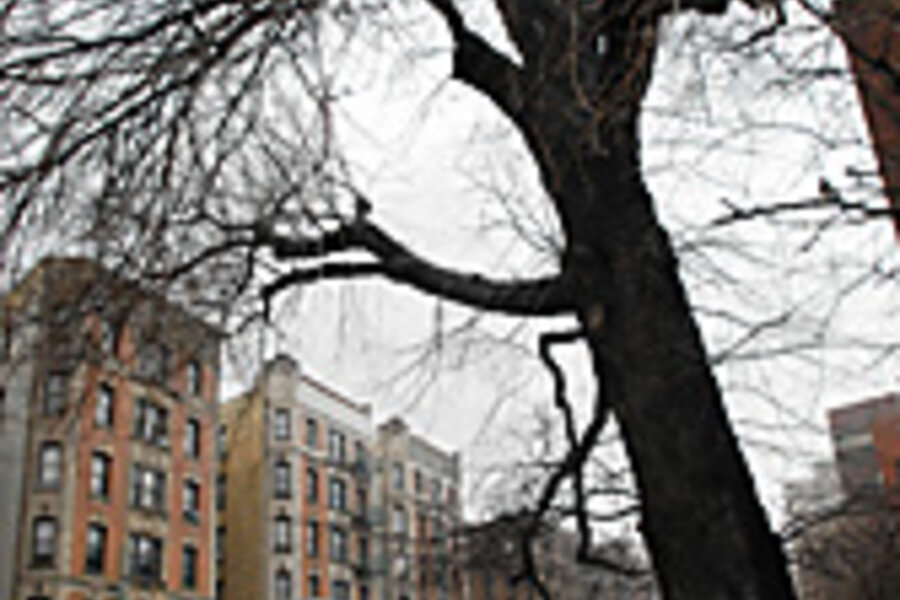 'Cloning' comes to trees in new preservation push - CSMonitor.com