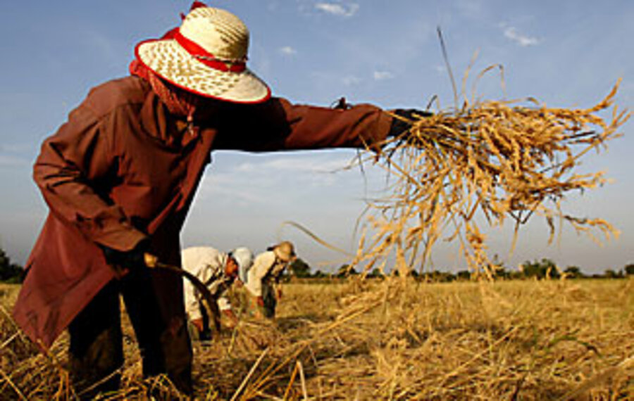 As world grasps for rice, Cambodia's success story - CSMonitor.com