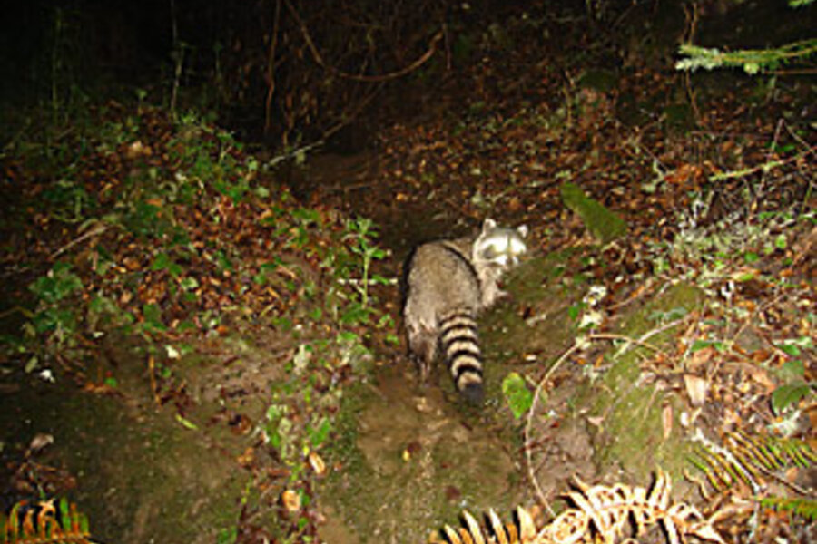 Hunting wild animals – with cameras - CSMonitor.com