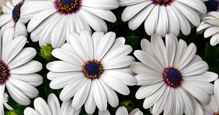 Two new flowers in my garden - CSMonitor.com