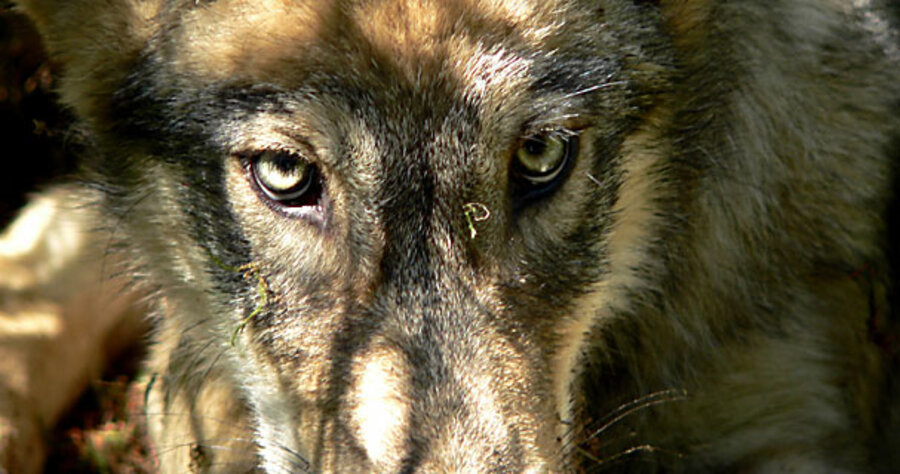 Delisting of wolves raises hackles - CSMonitor.com