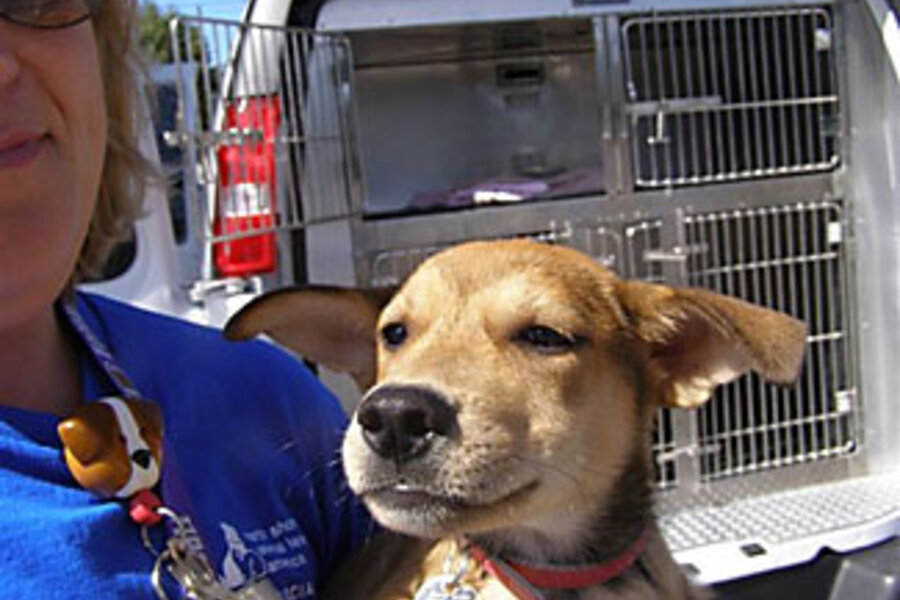 'Dixie dogs' head north - CSMonitor.com