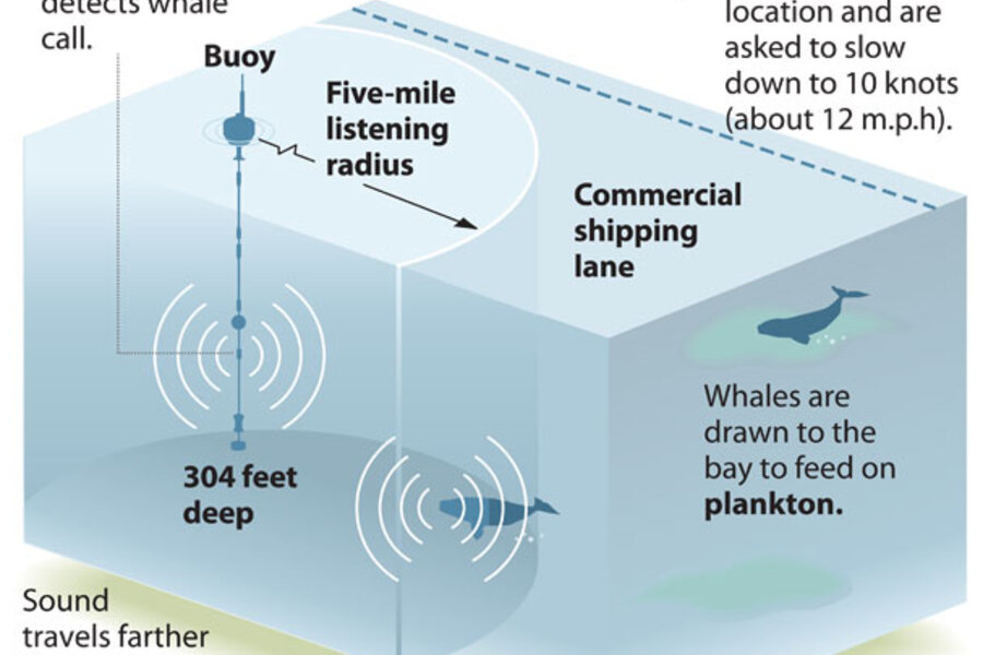 Listening for the right whale - CSMonitor.com