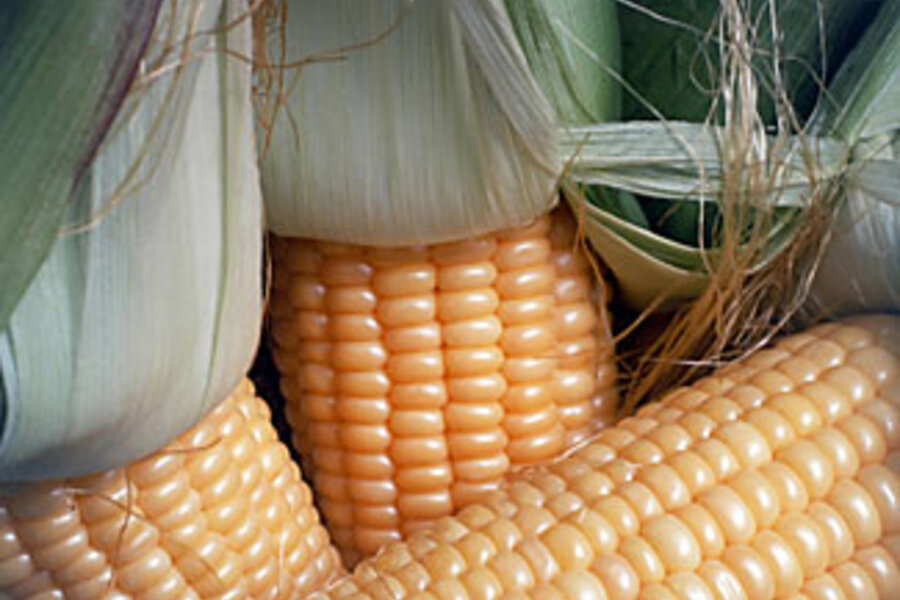 Local corn, Italian flavor - CSMonitor.com