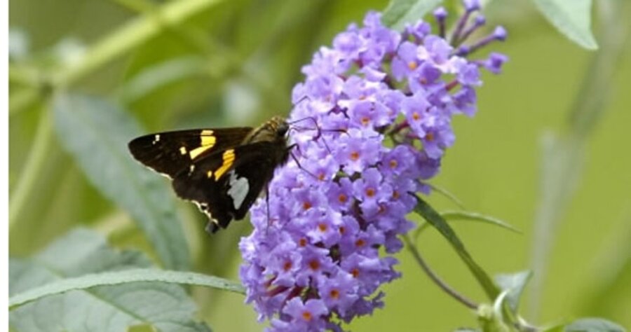 Butterfly helpers - CSMonitor.com