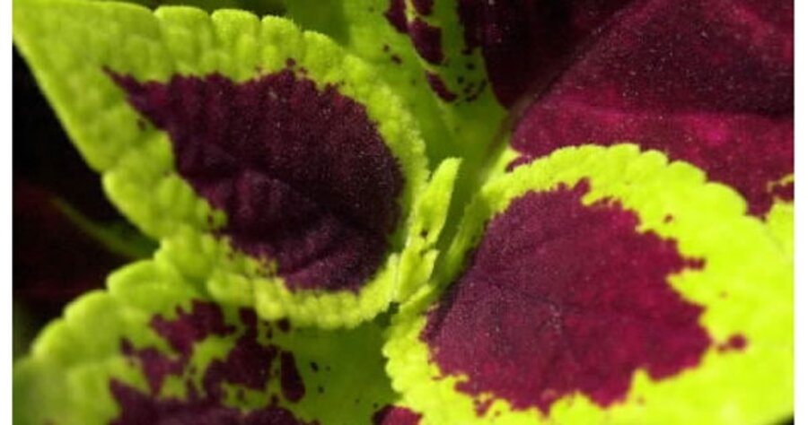 Grow coleus in winter? It can be done! - CSMonitor.com