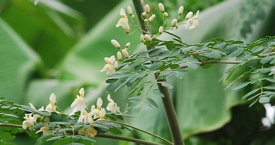 A ‘miracle tree’ that could feed sub-Saharan Africa - CSMonitor.com